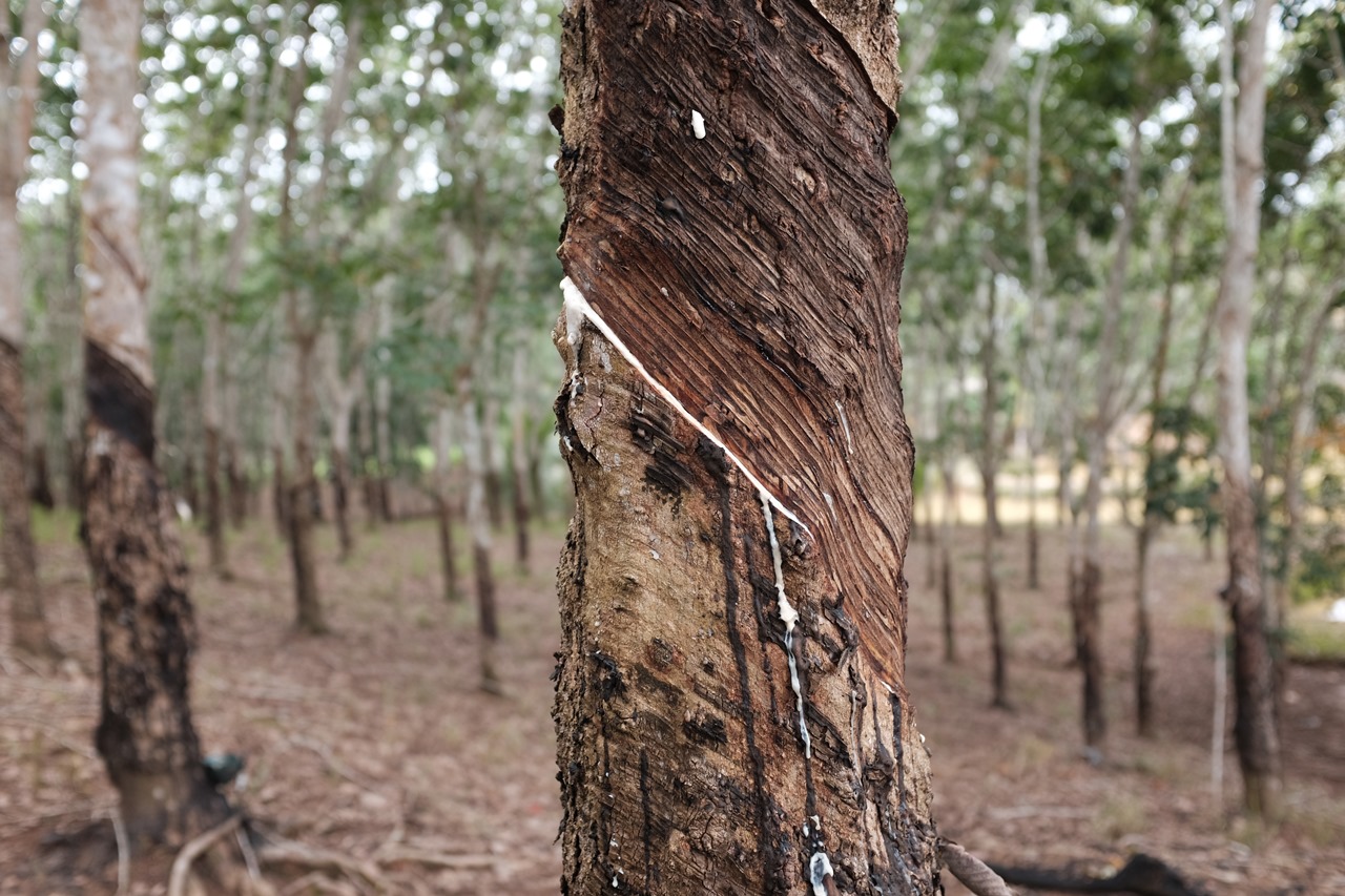 Kopernik | Protecting Harvests: Rubber Tapping Rainguard Phase One