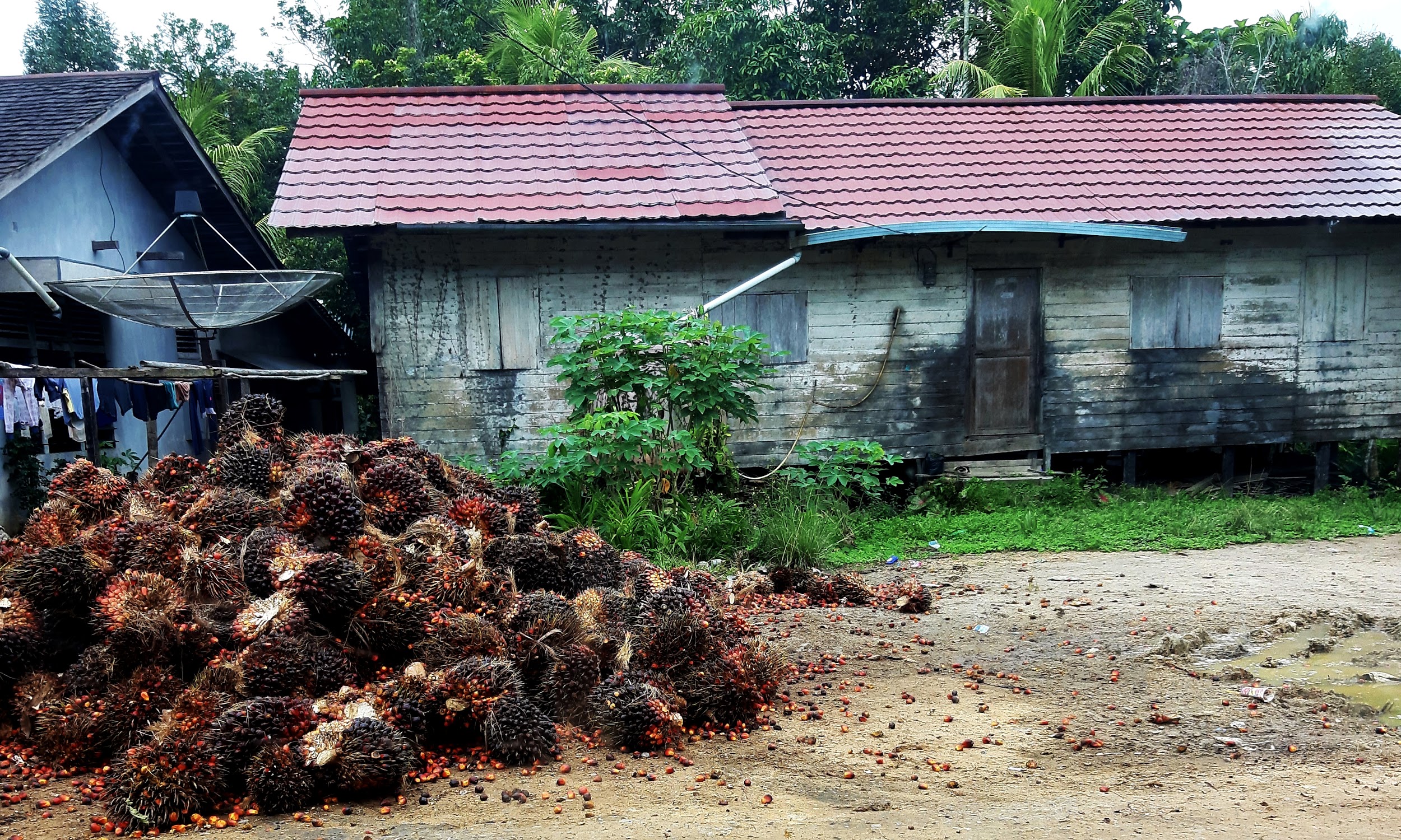 Kopernik | Supporting Sustainable Agriculture: Turning Palm Waste into ...